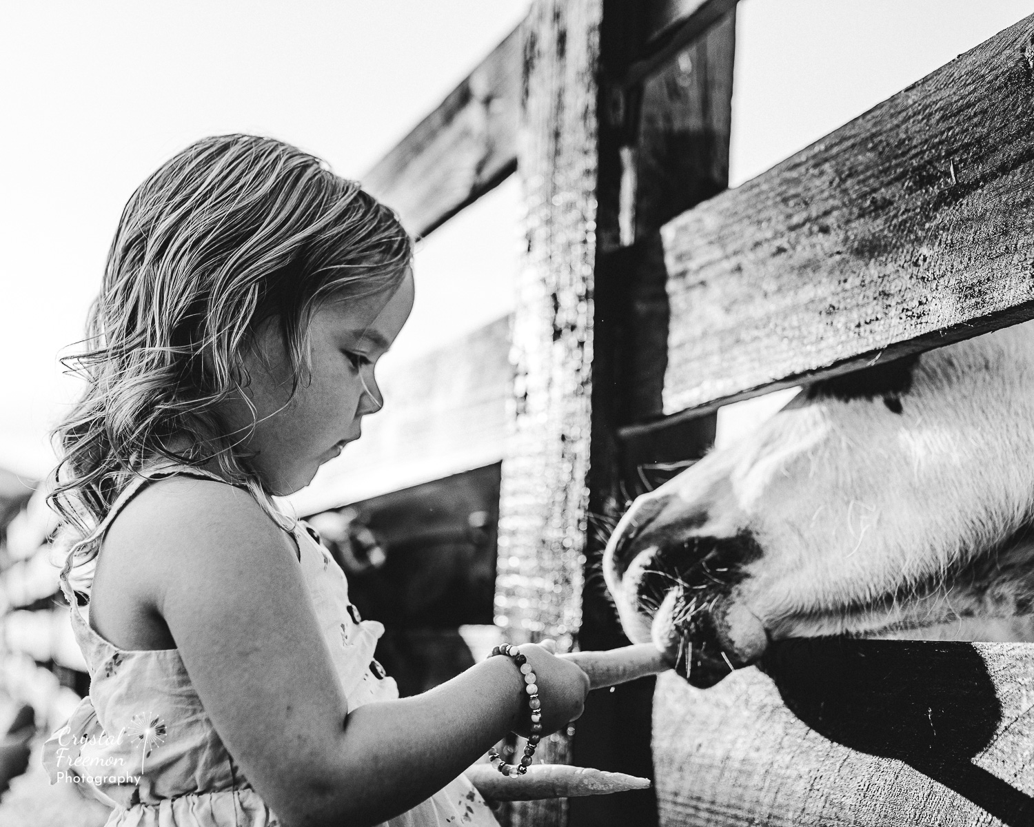 A&E Farm Extended Family Photo Session